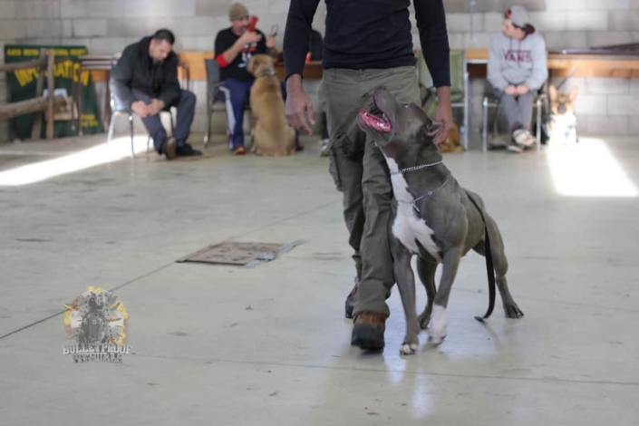 BulletProof Pitbulls – we breed and train athletic, loyal Pit Bulls ...